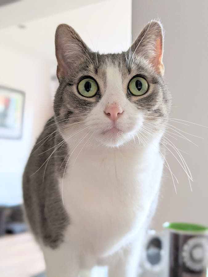 Wide eyed cat stock image. Image of kitten, pounce, feline - 216887513