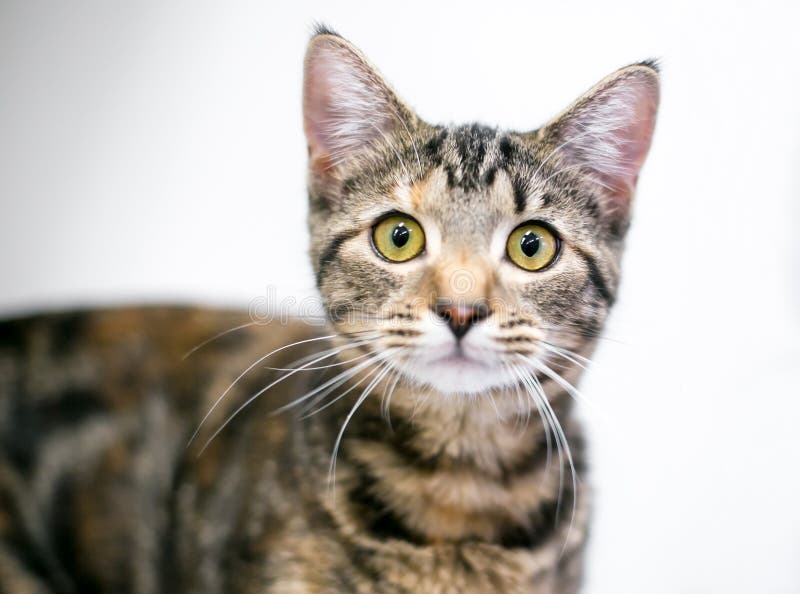 A Wide Eyed Tabby Kitten with a Surprised Expression Stock Photo ...