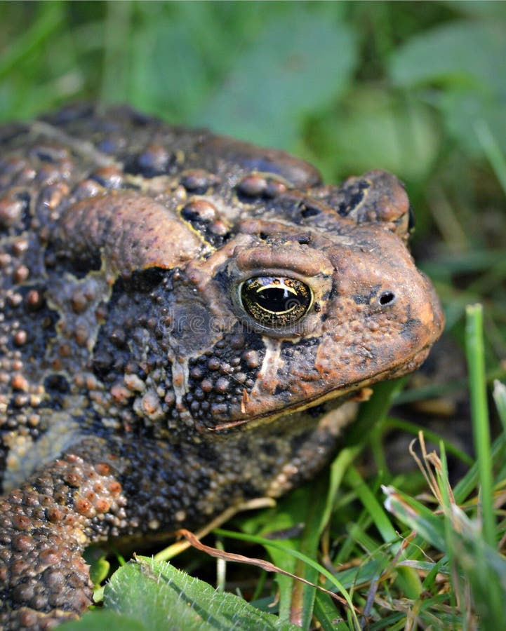 Wild Toad Sitting in Grass, Close-Up Stock Photo - Image of face ...