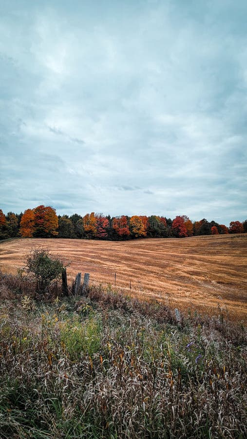 Wide Farm Field Surrounded by Trees Stock Image - Image of field ...