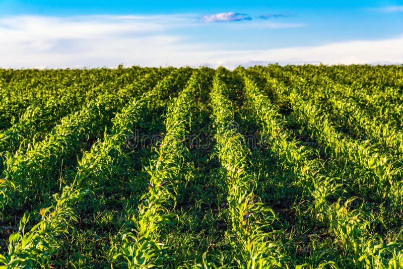 Corn fields stock photo. Image of growing, corny, farming - 103441358