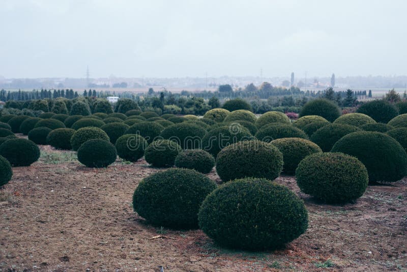 Wide Field of Bushes and Plants Stock Image - Image of plant, grass ...