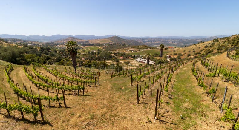 Wide Field of Grape Vineyard Stock Image - Image of grape, rural: 256146069