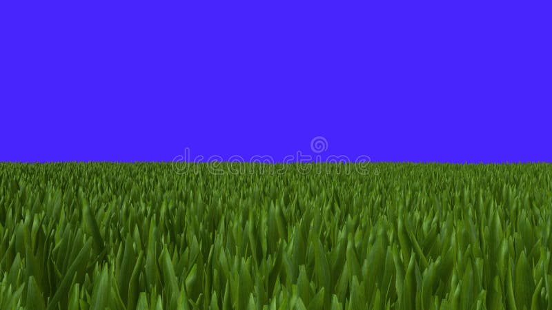 Wide Field of Green Grass Zoom in on a Blue Screen Stock Video - Video ...