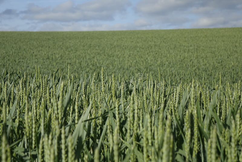 Wide Field with Green Grasses on a Cloudy Day Stock Photo - Image of ...