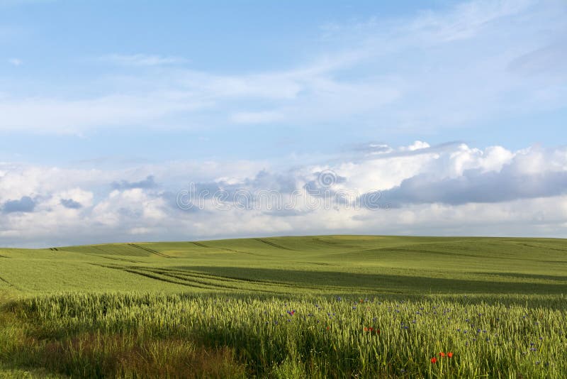 Wide Field with Green Wheat Against the Blue Sky with Clouds Stock ...