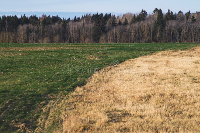 Wide Field Landscape. Meadow with Forest on the Horizon Line Stock ...