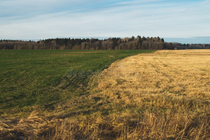 Wide Field Landscape. Meadow with Forest on the Horizon Line Stock ...