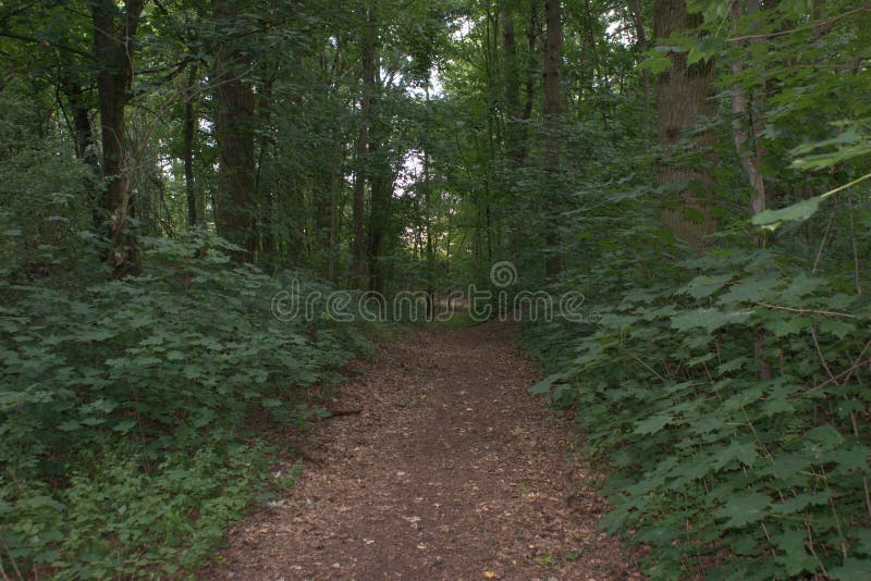 Wide Field Path, Hemmed in by Trees and Bushes, that Leads into a ...