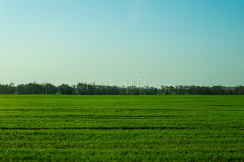 Wide Field Landscape. Meadow With Forest On The Horizon Line Stock ...