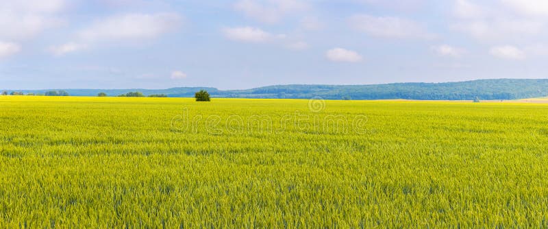 Wide Field with Tender Green Grass and Cloudy Sky Stock Photo - Image ...