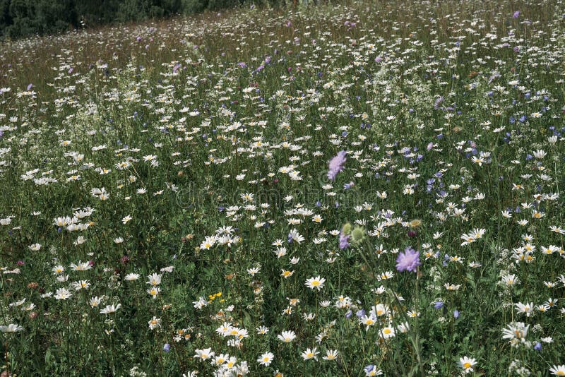 Wide Field with White Flowers Stock Image - Image of fagernes, grass ...