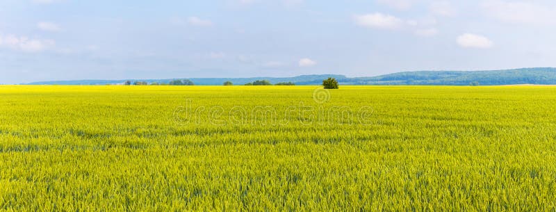 Wide Field with Young Green Wheat. Growing Wheat Stock Image - Image of ...