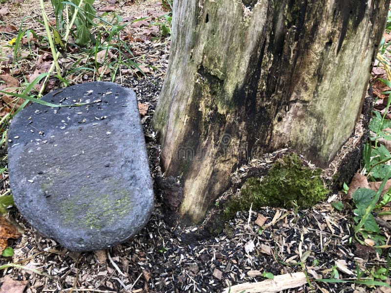 Flat Stone Next To Tree Missing Most Bark Stock Photo - Image of ...