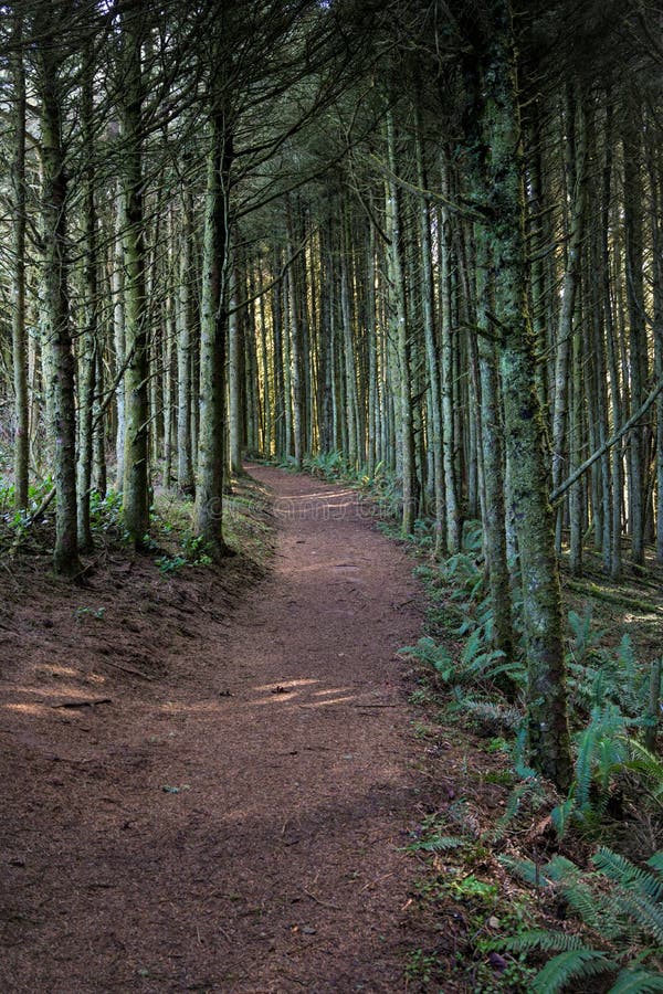 Wide Flat Trail through Thick Forest Stock Image - Image of dirt ...