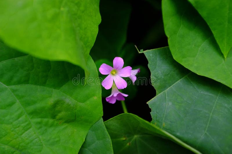 Wide flower stock photo. Image of blossom, colorful, nature - 29297488