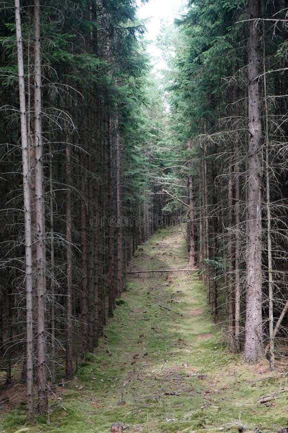 Wide footpath stock image. Image of summer, trunk, woods - 156477755