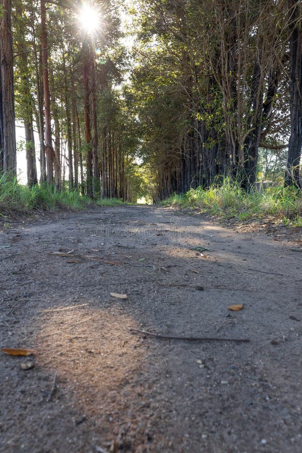 Wide Footpath with Trees and Sun Flare Stock Photo - Image of plant ...