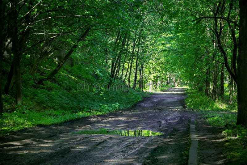 Wide Forest Path Roofed with Low Hanging Branches and Enclosed by ...