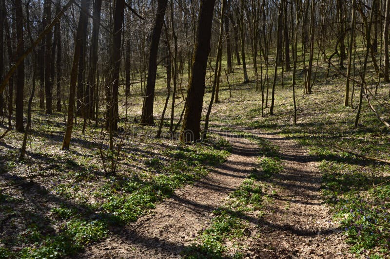 Wide forest path stock photo. Image of summer, ground - 106964860