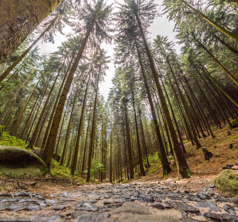 Wide Forest View of High Trees Stock Photo - Image of asia, flora: 80658634