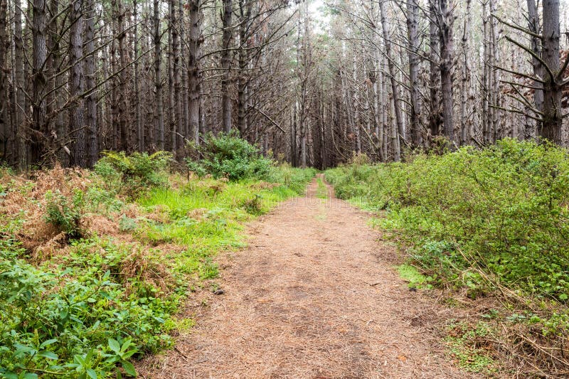 Wide Forrest pathway stock photo. Image of zealand, nature - 322836132