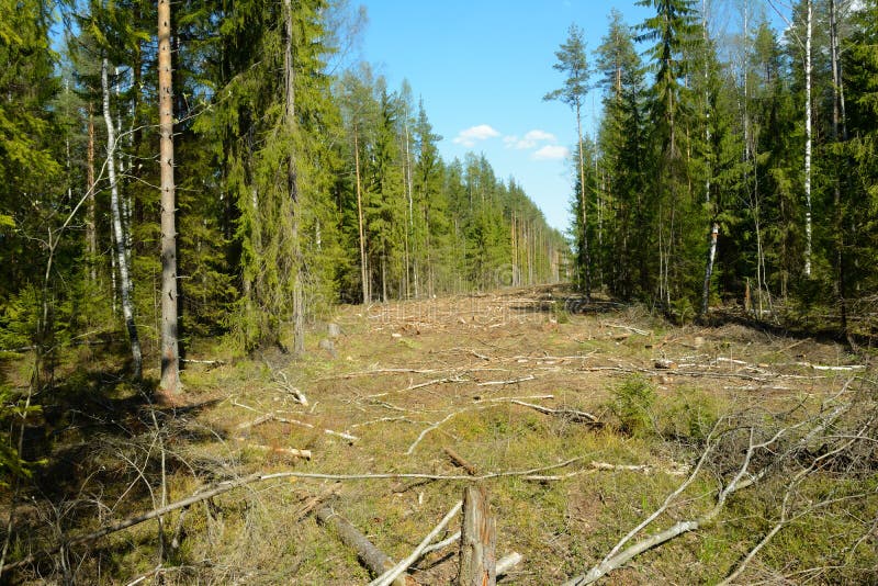 Wide Glade in the Forest Formed by Cutting of Trees Stock Photo - Image ...