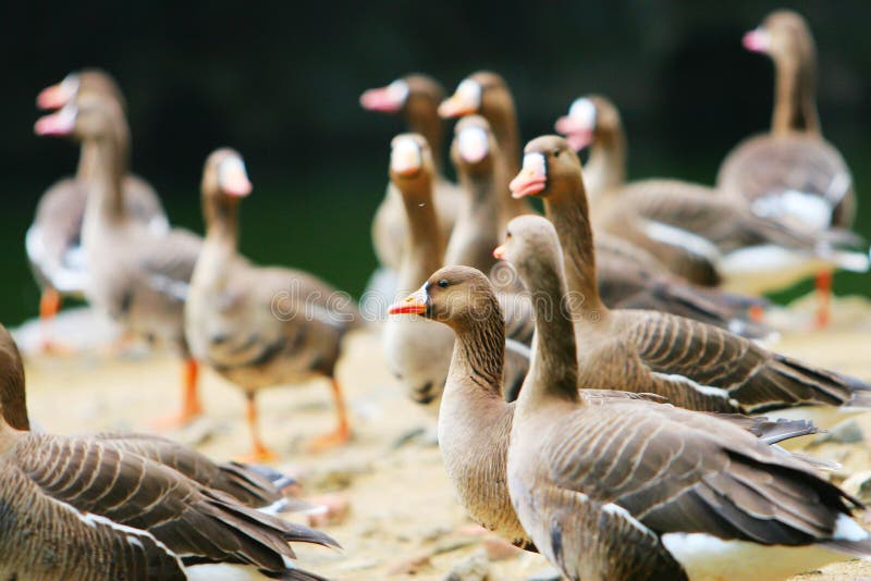 Wide goose 2 stock image. Image of natural, gooseneck - 5306651