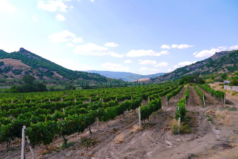 Wide Grape Field Under a Blue Sky on the Background of Slopes Covered ...