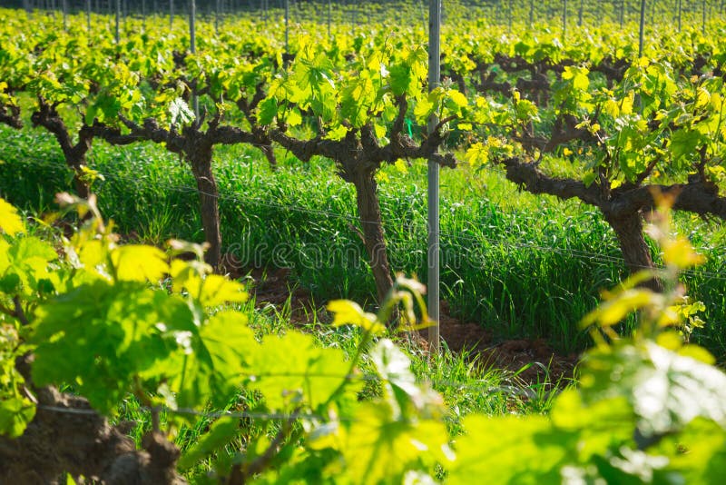 Wide Grape Fields in Spring Attractive Place Stock Photo - Image of ...
