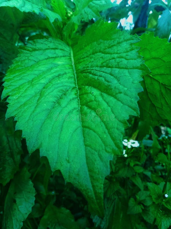 Wide Grass Leaves White Flowers Hanging from the Tree Stock Image ...