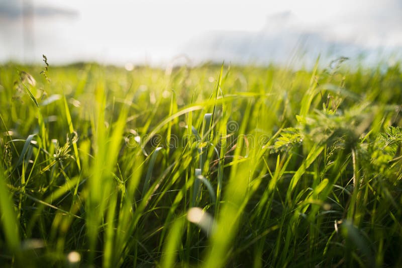 Wide Green Field stock photo. Image of vibrant, grass - 71130228