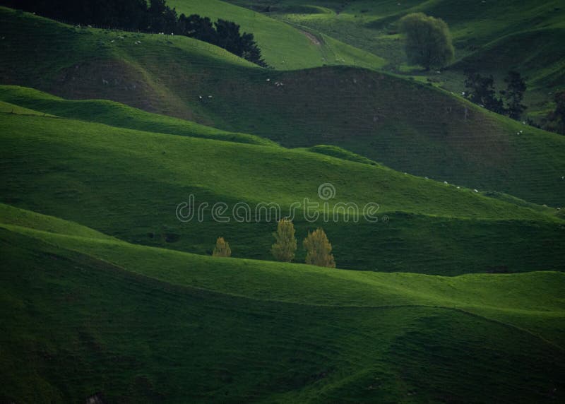 Wide Green Field and Trees in the Mountain Stock Photo - Image of ...