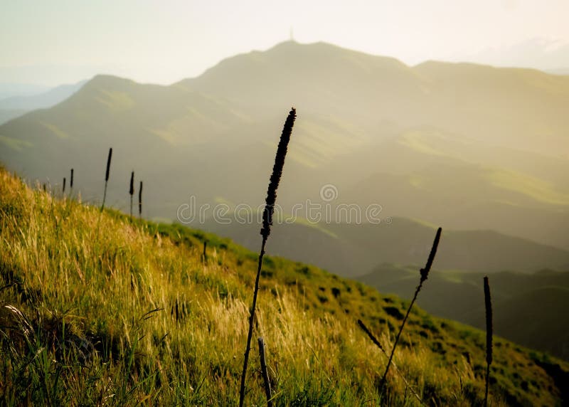 Wide Green Field and Trees in the Mountain Stock Image - Image of ...