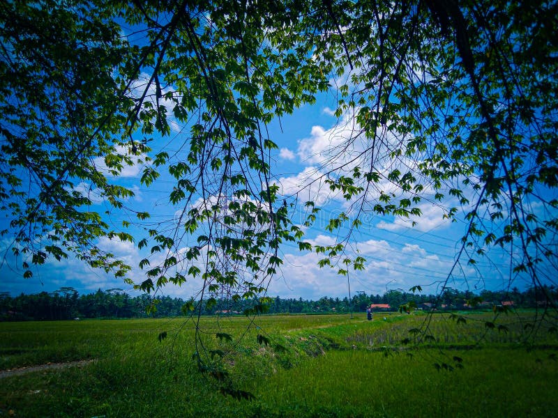 Wide Green Fields that are Visible from Under the Shade of Trees Stock ...
