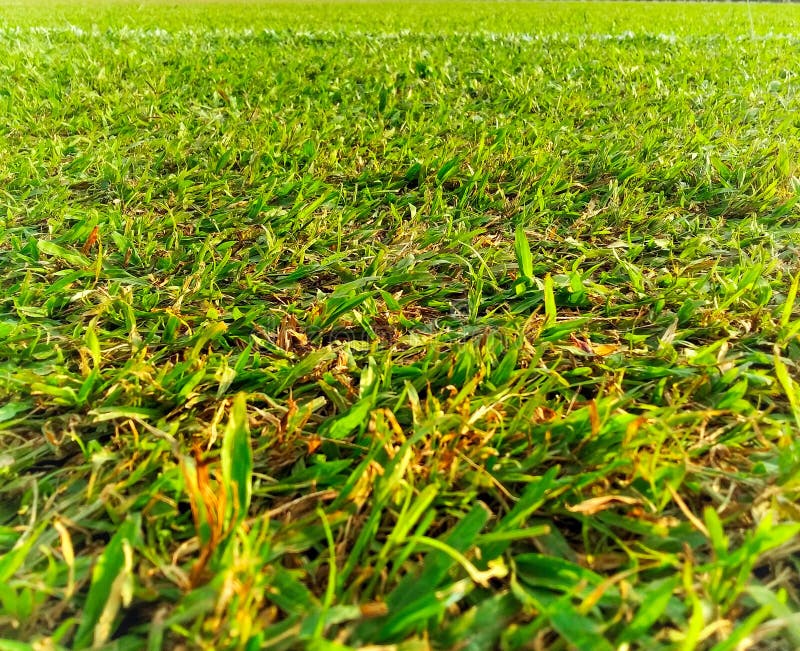 A Wide Green Grass Field for Exercising Stock Photo - Image of wide ...