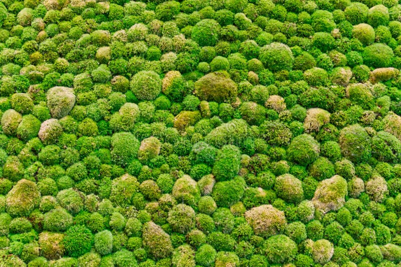 Wide Green Grass-like Texture, Background. Stock Photo - Image of light ...