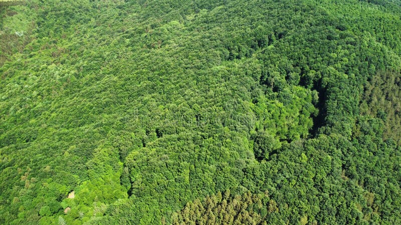 Wide Green Grasses in the Meadow Stock Photo - Image of land, meadow ...