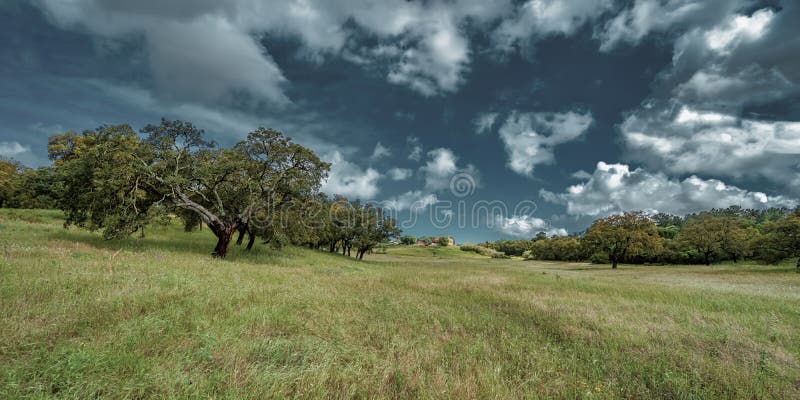 Wide Green Landscape with Blue Sky Trees and Small Clouds Stock Photo ...