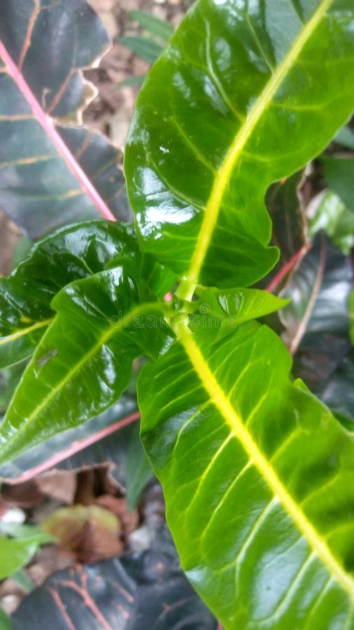 Wide Green Leaf Plant Tree Tropical Garden Stock Photo - Image of leaf ...