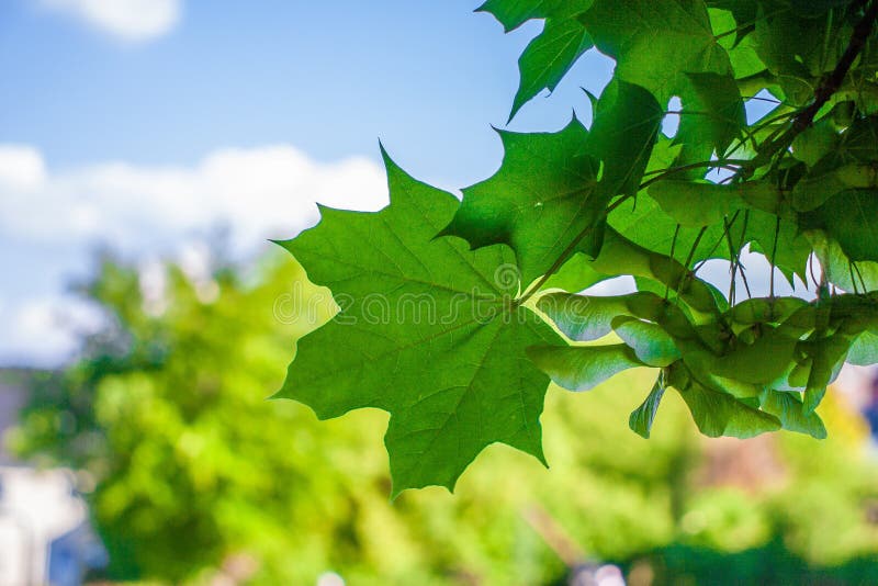 Wide Green Leaves and Blurred Tree Branches - Perfect for Background ...