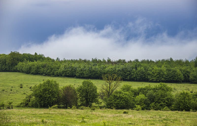 A wide green meadow stock image. Image of buttercup - 250498165