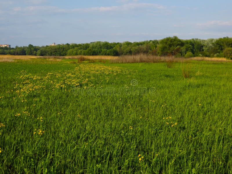 Wide green meadow stock image. Image of organic, lush - 78435305