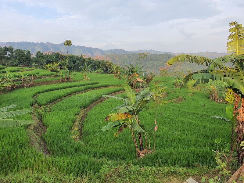 Wide Green Rice Fields in the Mountain Stock Image - Image of fields ...