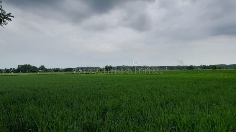 Wide green rice fields stock image. Image of wide, meadow - 269287611