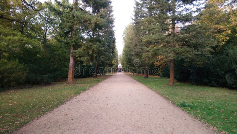 Wide Ground Way between Tall Trees Stock Image - Image of summer ...