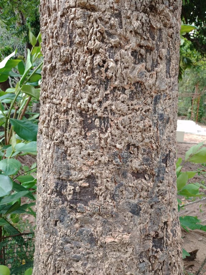 Wide High Quality Tree Trunk Stock Image - Image of high, wide: 183416363