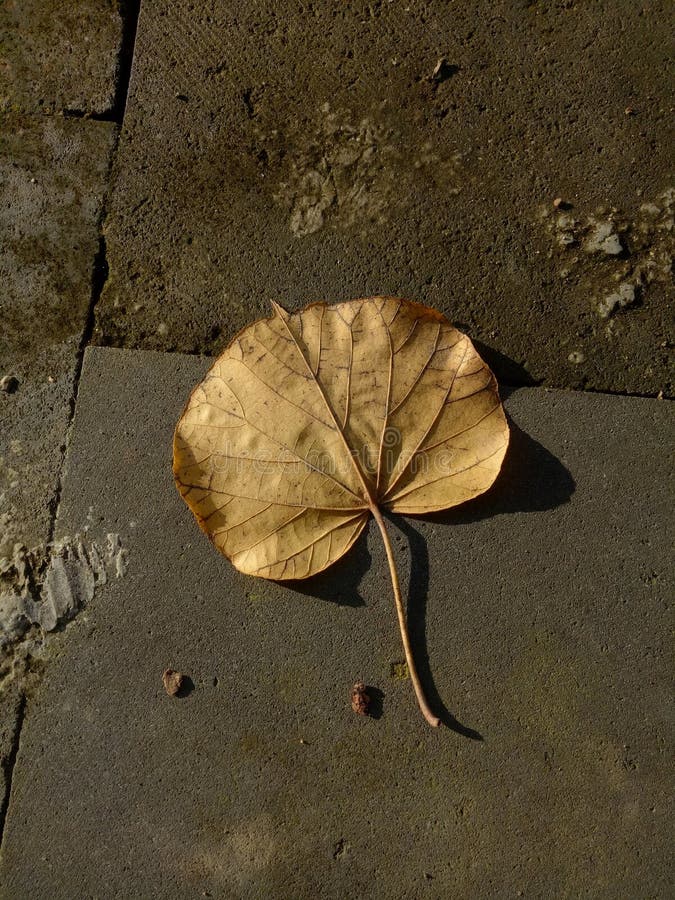 Wide leaf on the ground stock image. Image of plant - 239171127