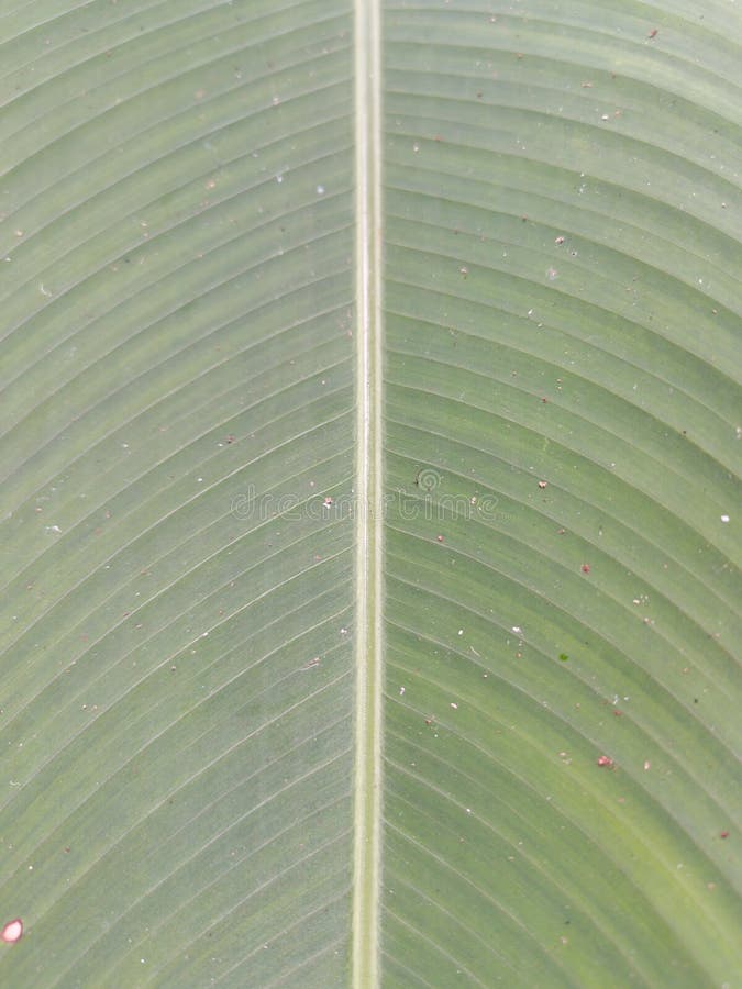 Wide Leaf Structure that is Green Stock Photo - Image of sunlight, tree ...