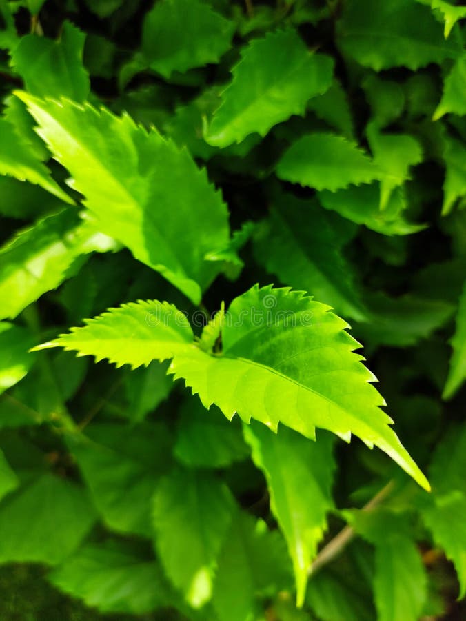 Wide Leaf Taken with Macro Camera on Android Phone Stock Photo - Image ...
